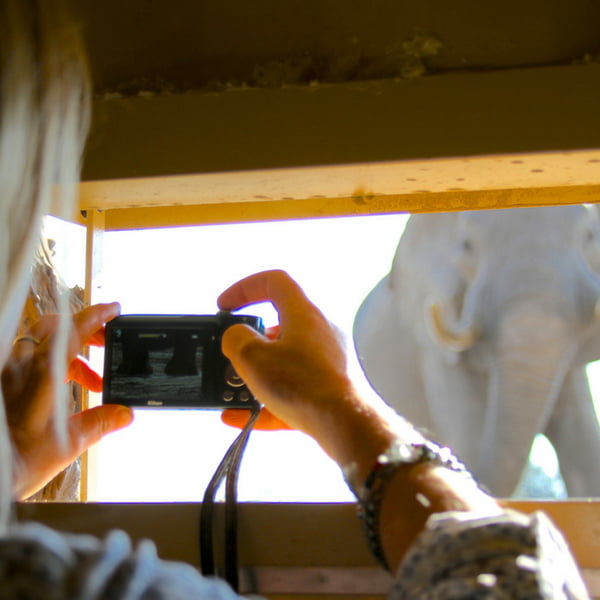 Imvelo Safari Lodges – Kusini Collection