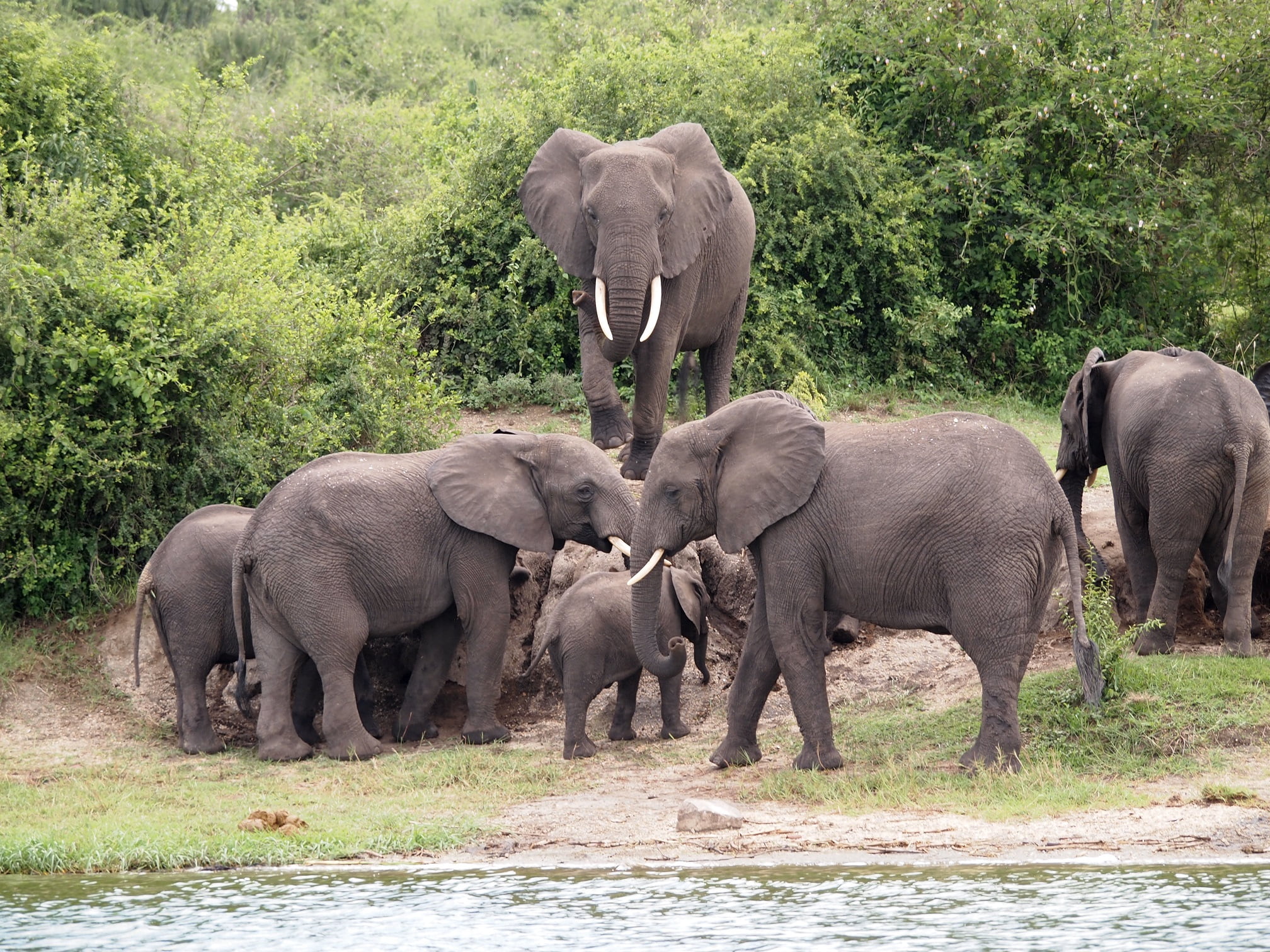 Classic Africa Safaris elephant family Kazinga Channel Gretchen Healey ...